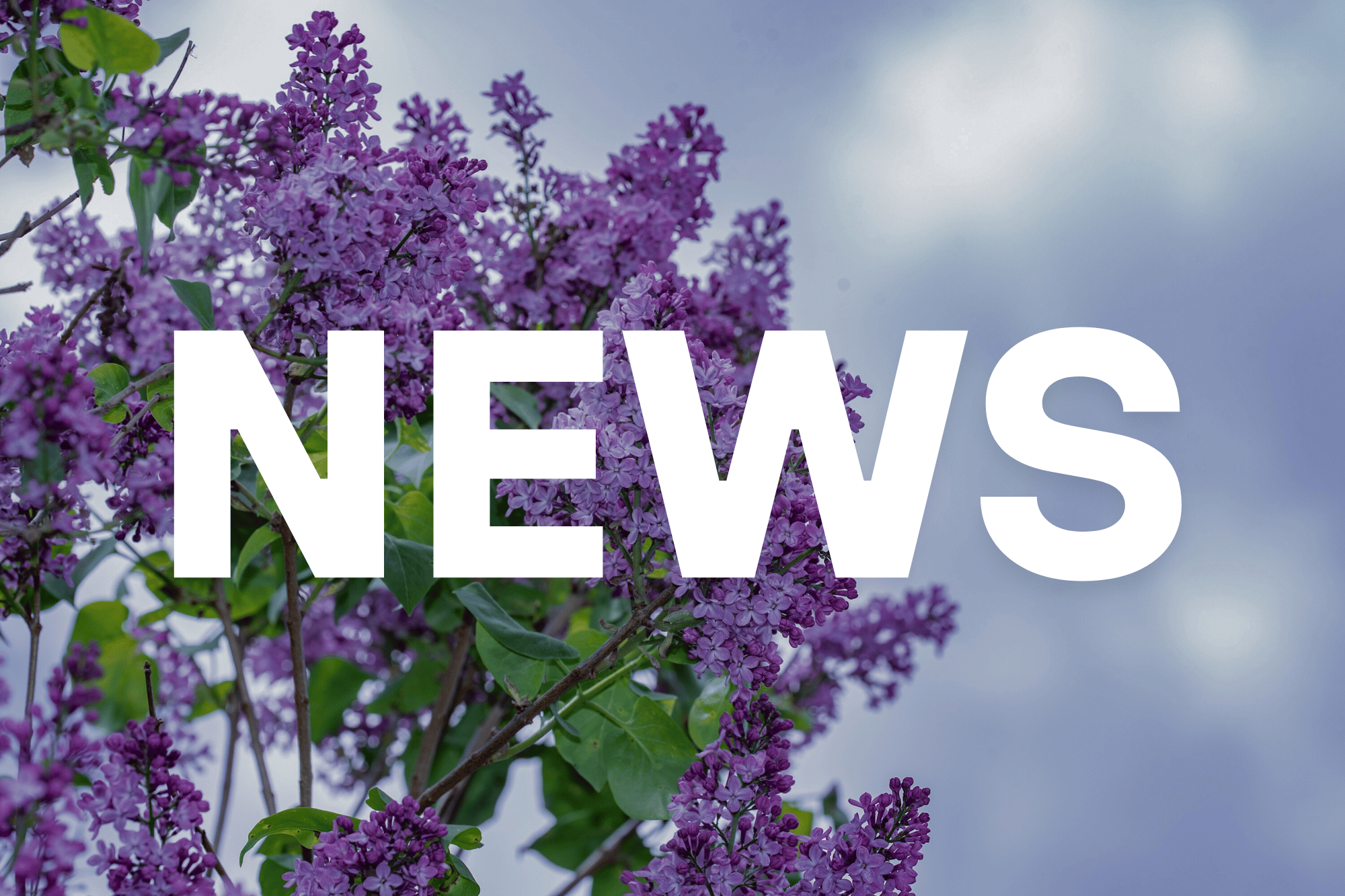 Bridget O’Callahan Named Executive Director | Womankind